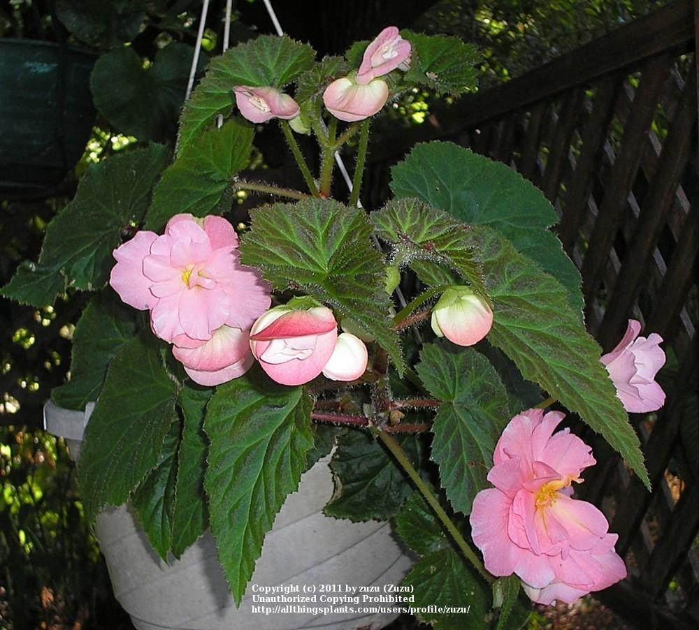 Photo of the closeup of buds, sepals and receptacles of Roseform ...