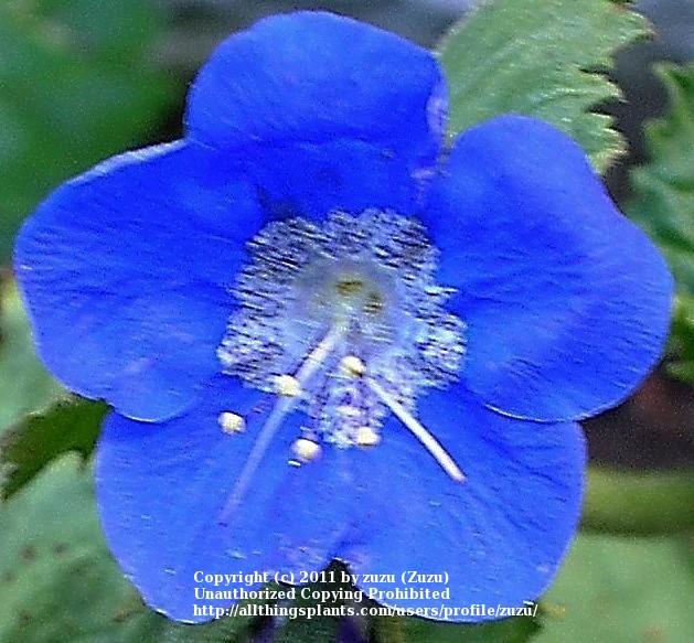 Photo of the bloom of Sticky Phacelia (Phacelia viscida) posted by zuzu ...