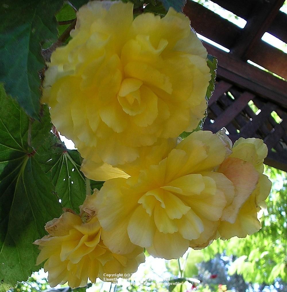 Roseform Begonia (Begonia x tuberhybrida 'Roseform Yellow') in the ...