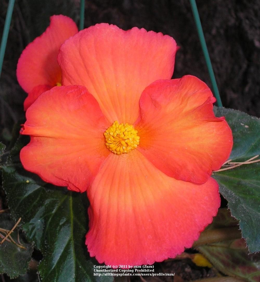 Tuberous Begonia (Begonia x tuberhybrida 'Giant Ruffled Orange') in the ...