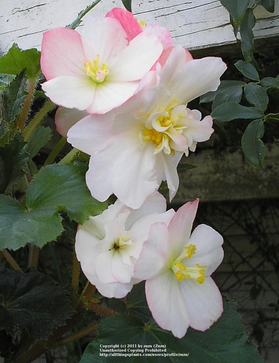 Roseform Begonia (Begonia x tuberhybrida 'Carnival Joy') in the ...