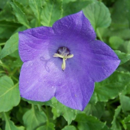 Carpathian Harebell (Campanula carpatica 'Blue Clips') in the ...