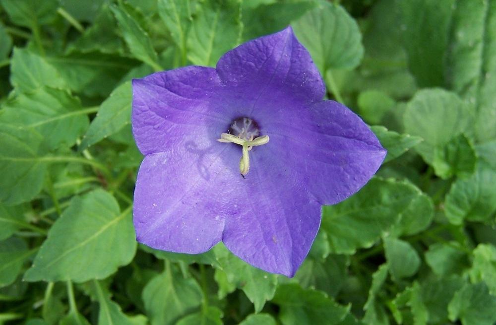 Carpathian Harebell (Campanula carpatica 'Blue Clips') in the ...