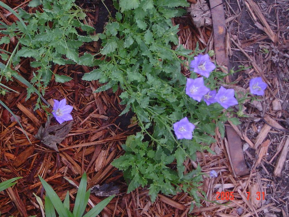 Photo of the entire plant of Carpathian Harebell (Campanula carpatica ...
