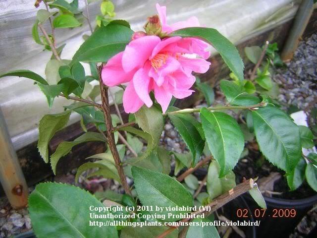 Photo of the bloom of Hybrid Camellia (Camellia 'Fragrant Pink') posted ...