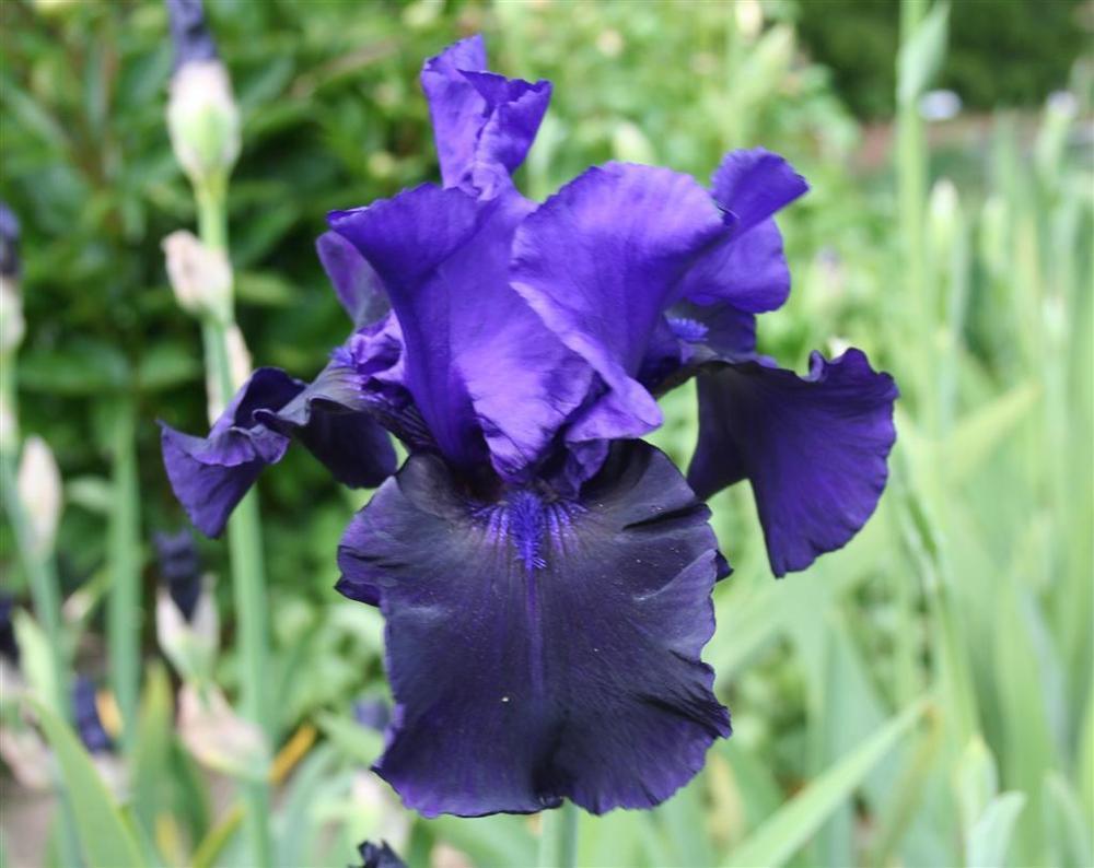 Tall Bearded Iris (Iris 'Midnight Majesty') in the Irises Database ...