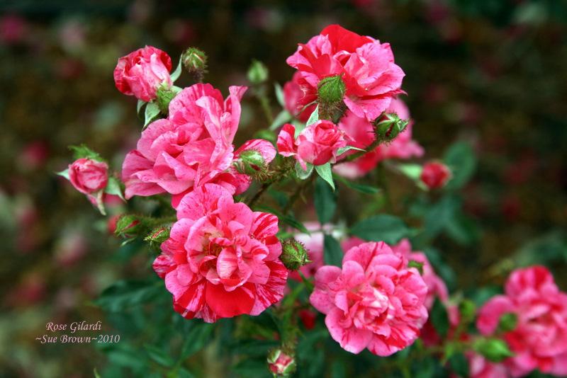 Rose (Rosa 'Rose Gilardi') in the Roses Database - Garden.org