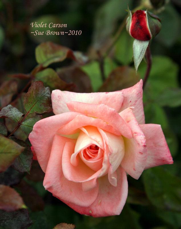 Photo of the closeup of buds, sepals and receptacles of Rose (Rosa ...