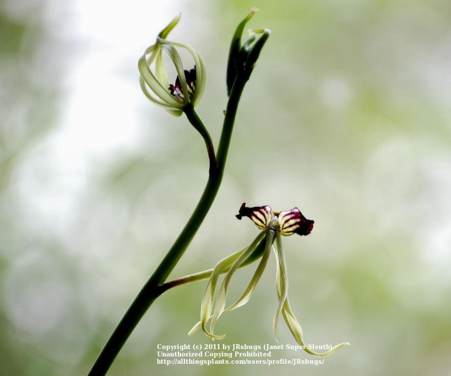 Photo of the bloom of Cockle-Shell Orchid (Prosthechea cochleata ...