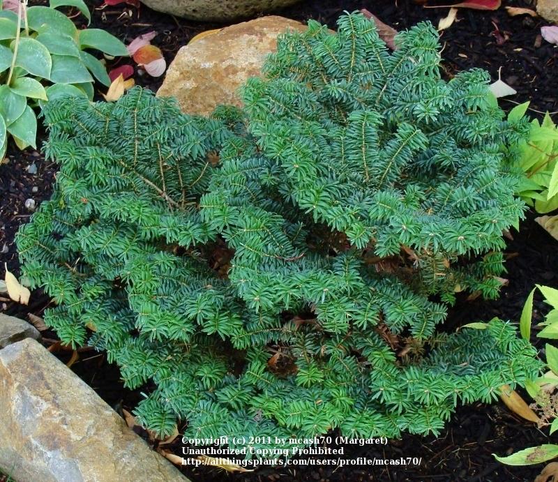 Photo of the entire plant of Dwarf Silver Fir (Abies balsamea 'Nana ...