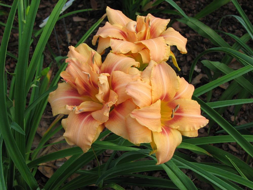 Photo of the bloom of Daylily (Hemerocallis 'Double Misty Dawn') posted ...