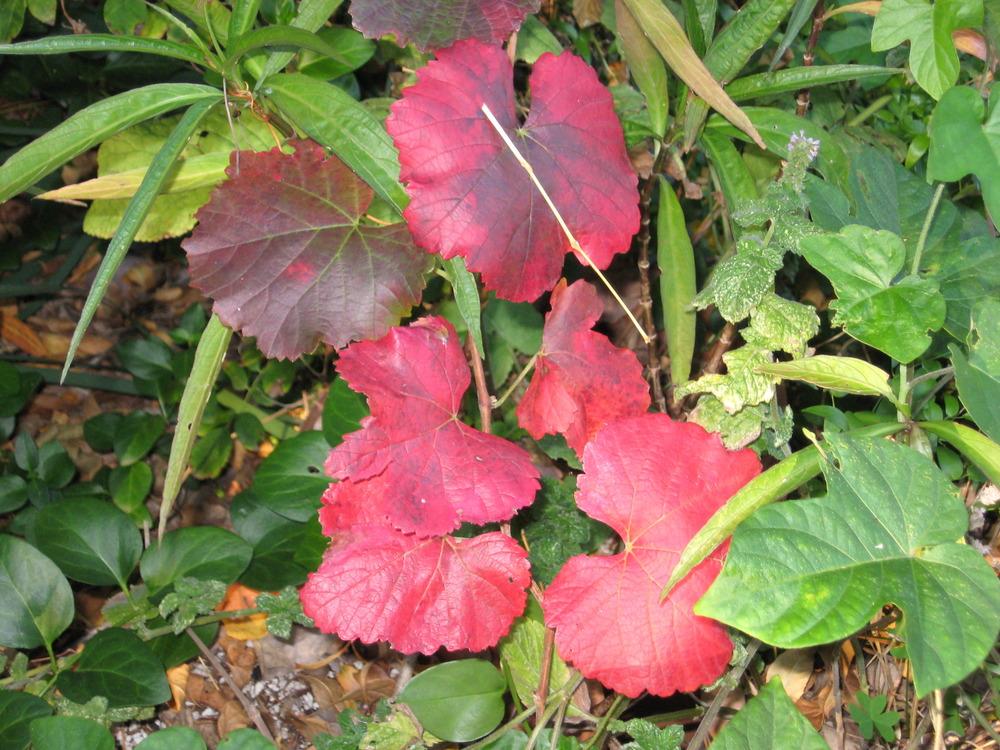 Photo of the leaves of California Grape (Vitis californica 'Roger's Red ...