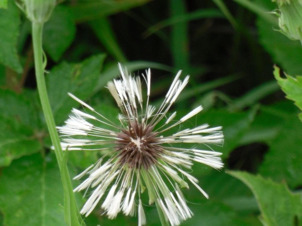 Photo of the seeds of Texas Dandelion (Pyrrhopappus pauciflorus) posted ...