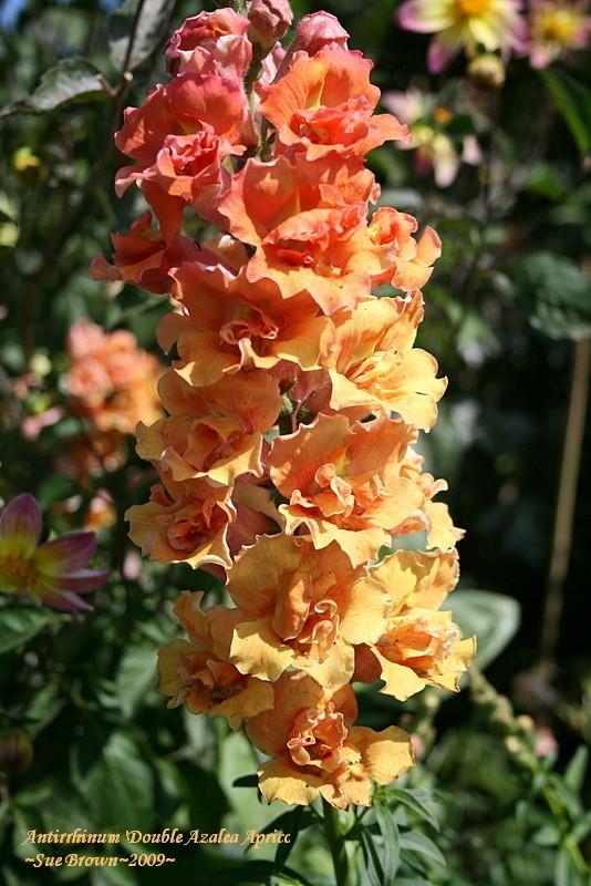 Photo of the bloom of Snapdragon (Antirrhinum majus 'Double Azalea ...