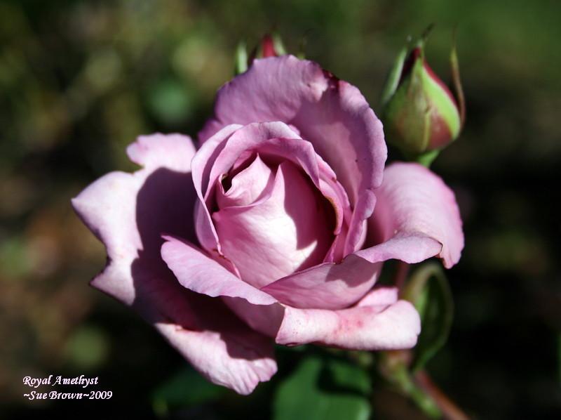 Photo of the closeup of buds, sepals and receptacles of Rose (Rosa ...