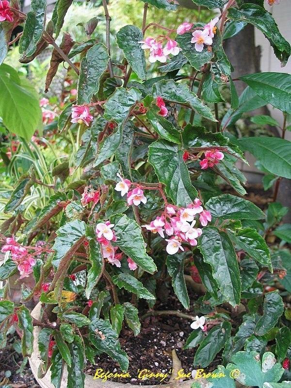 Shrub Begonia (Begonia 'Ginny') in the Begonias Database - Garden.org