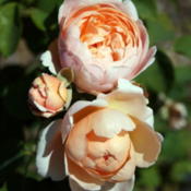 Rose (Rosa 'Ambridge Rose') in the Roses Database - Garden.org