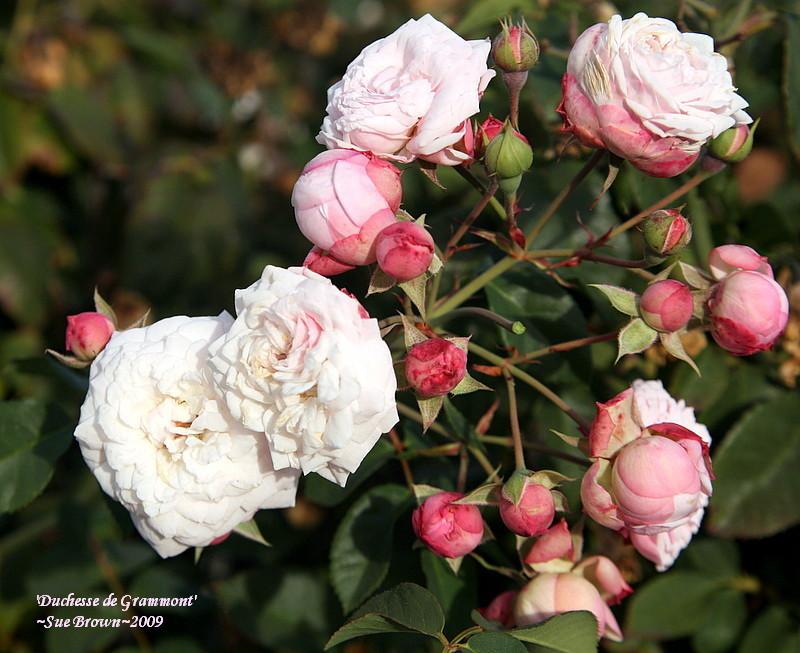 Rose (Rosa 'Duchesse de Grammont') in the Roses Database - Garden.org