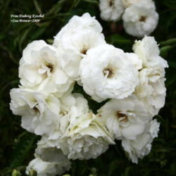 Photo of the bloom of Rose (Rosa 'Frau Hedwig Koschel') posted by Calif ...