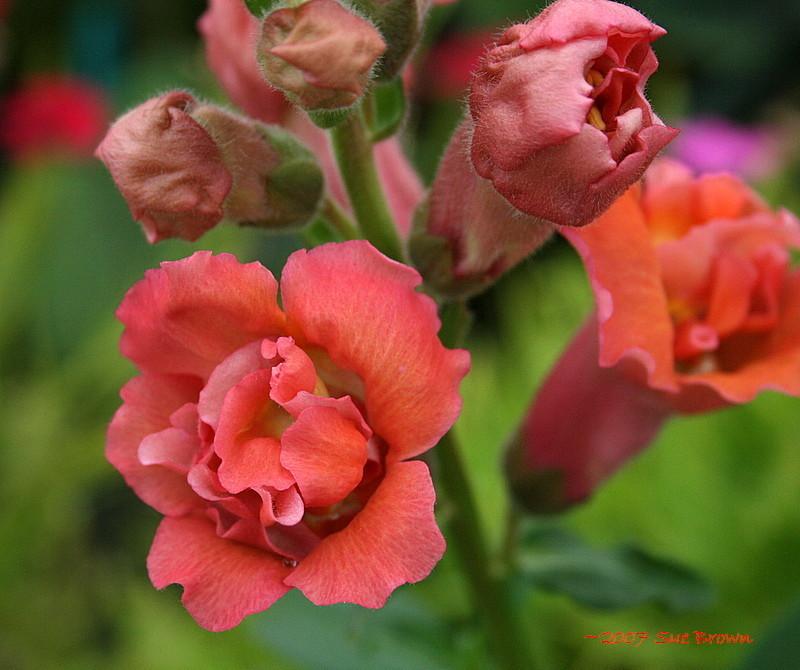 Photo of the bloom of Snapdragon (Antirrhinum majus 'Double Azalea ...