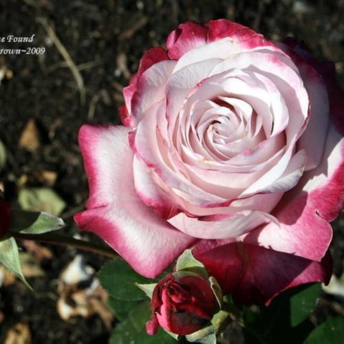 Rose (Rosa 'Paradise Found') in the Roses Database - Garden.org