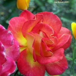 Rose (Rosa 'Piccadilly') in the Roses Database - Garden.org