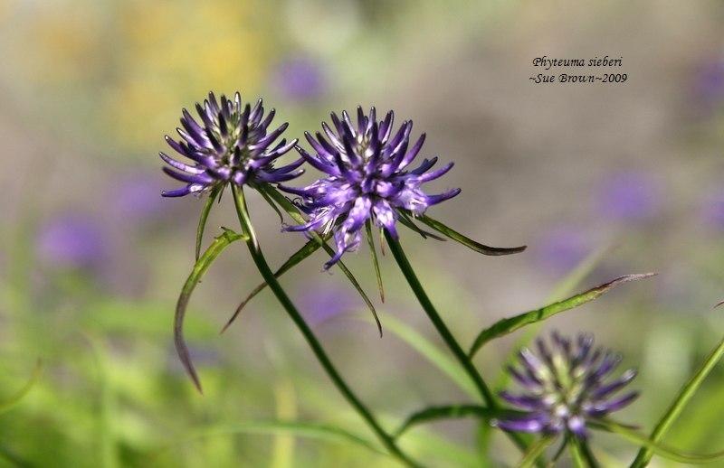 Horned Rampion (Phyteuma sieberi) - Garden.org