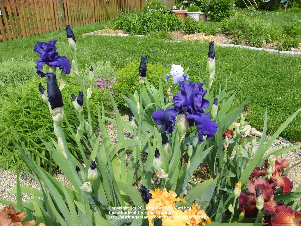 Photo of the entire plant of Tall Bearded Iris (Iris 'Dusky Challenger ...