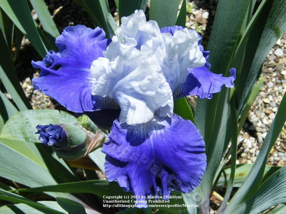 Tall Bearded Iris (Iris 'Night Hawk's Dream') in the Irises Database ...