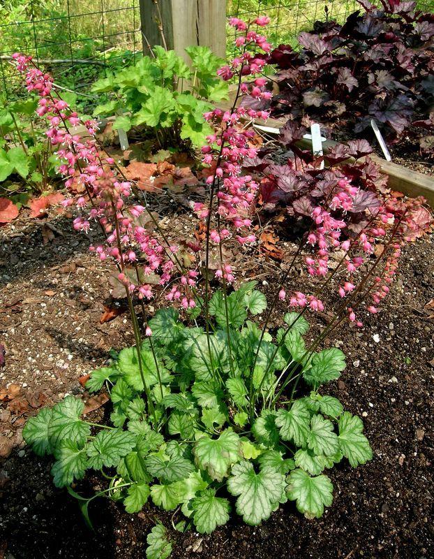 Photo of the entire plant of Coral Bells (Heuchera 'Petite Lime Sherbet ...