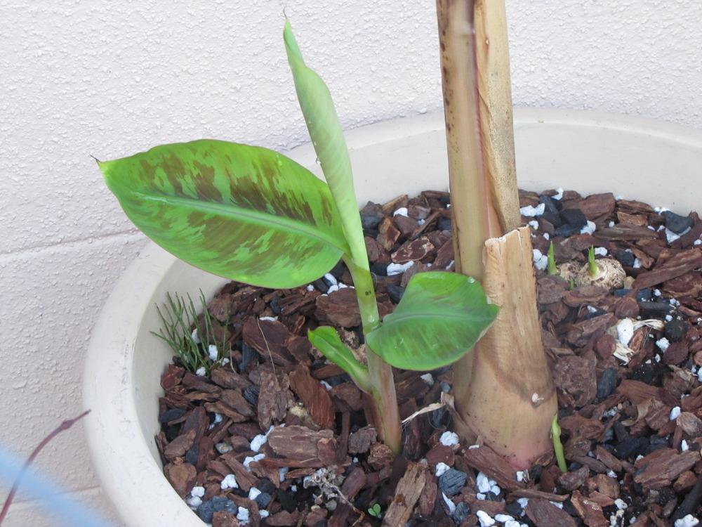Photo of the seedling or young plant of Blood Banana (Musa acuminata ...