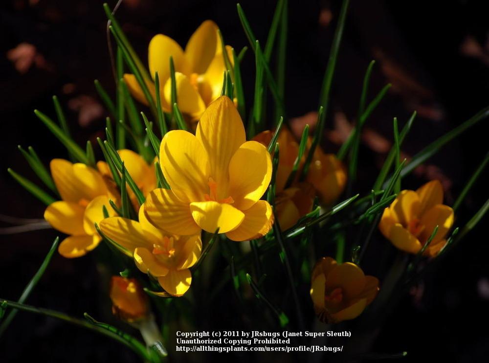 Photo of the bloom of Snow Crocus (Crocus chrysanthus 'Fuscotinctus ...