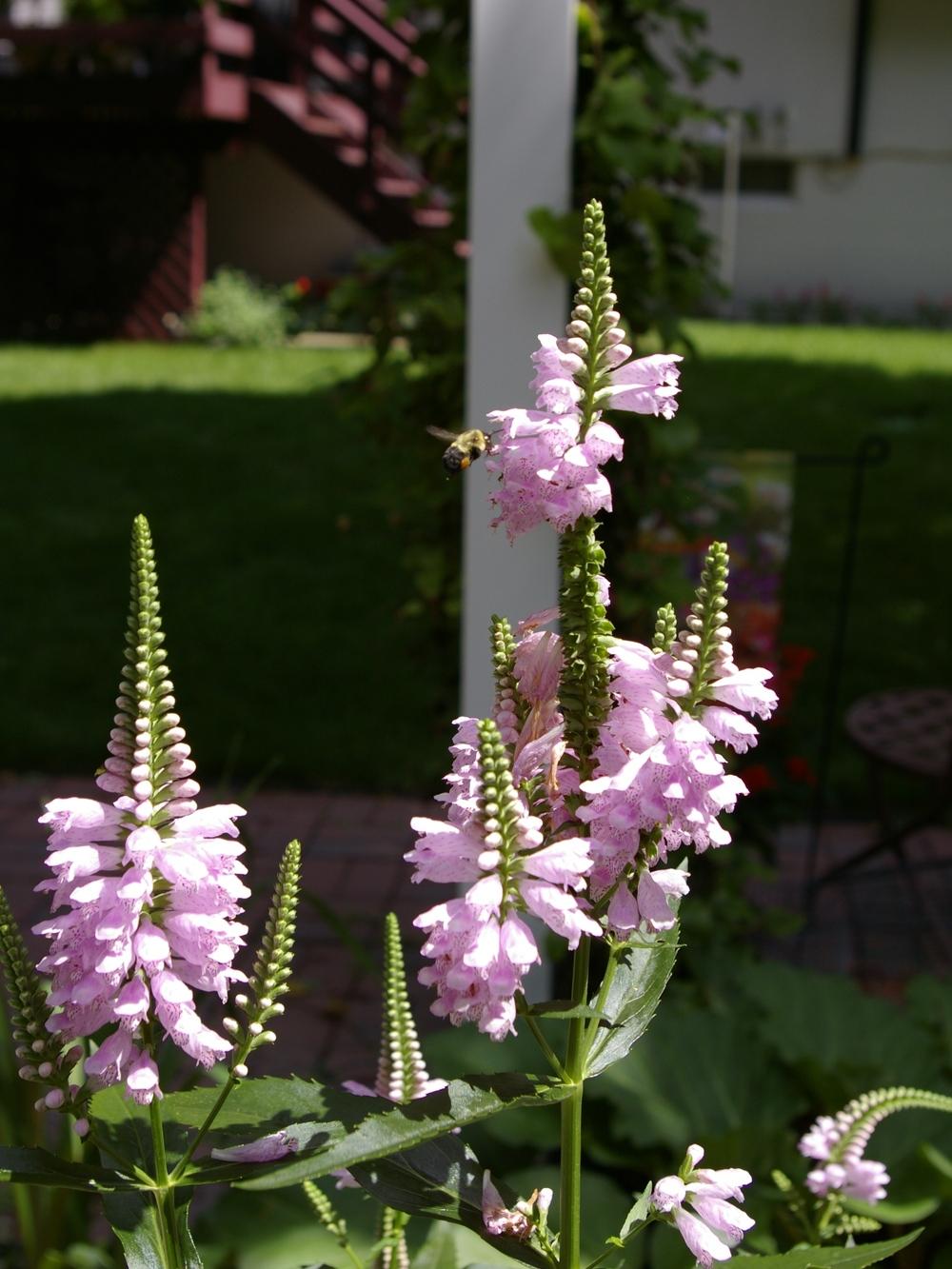 Fall obedient plant (Physostegia virginiana subsp. praemorsa) - Garden.org