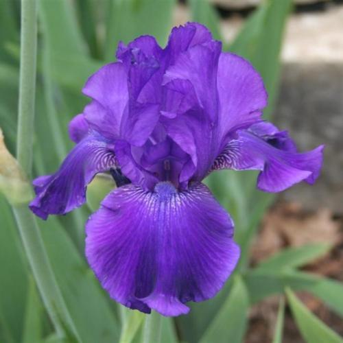 Tall Bearded Iris (Iris 'Grape Adventure') in the Irises Database ...