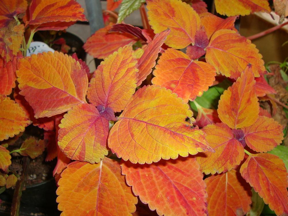 Photo of the entire plant of Coleus (Coleus scutellarioides ColorBlaze ...