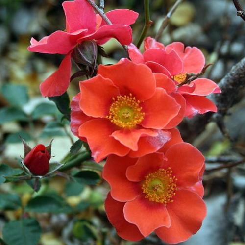 Rose (Rosa 'Halo Fire') in the Roses Database - Garden.org