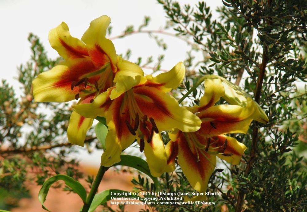 Photo of the bloom of Lily (Lilium 'American Heritage') posted by ...