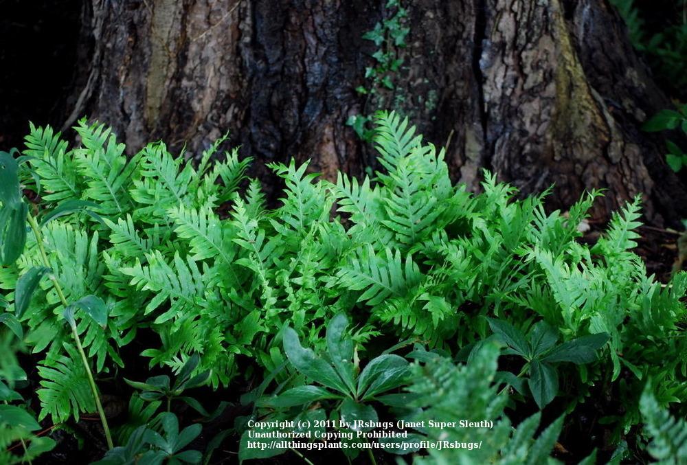 Southern Polypody (Polypodium cambricum) - Garden.org