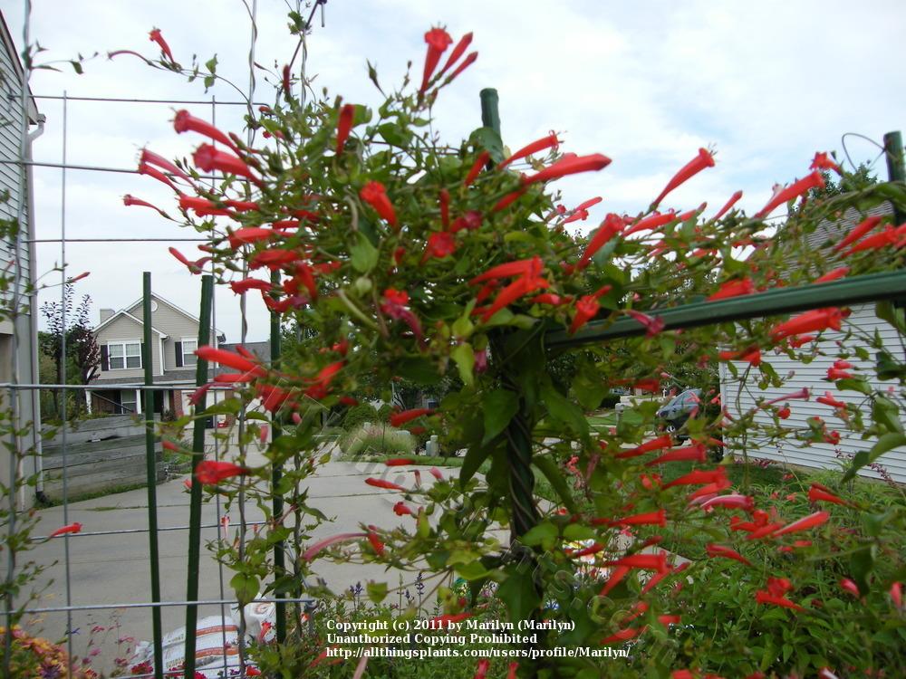 Photo of the bloom of Brazilian Firecracker Vine (Manettia cordifolia ...