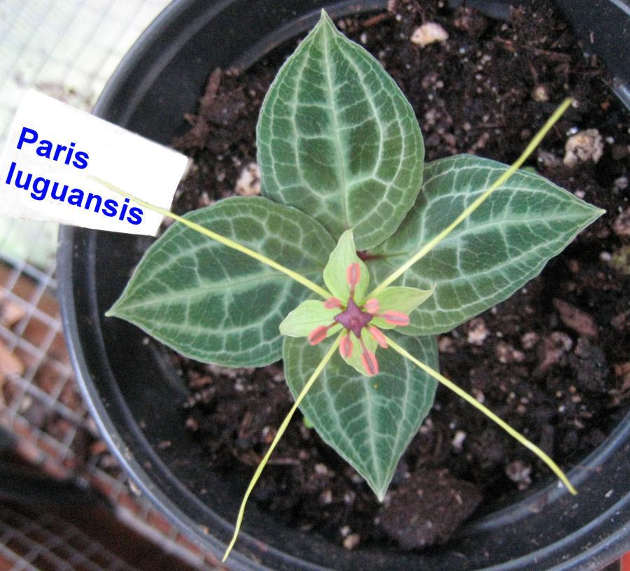 Paris (Paris luquanensis) - Garden.org