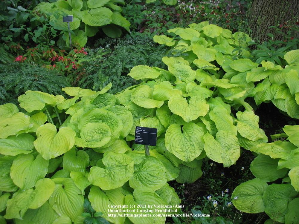 Hosta 'Glory' in the Hostas Database - Garden.org