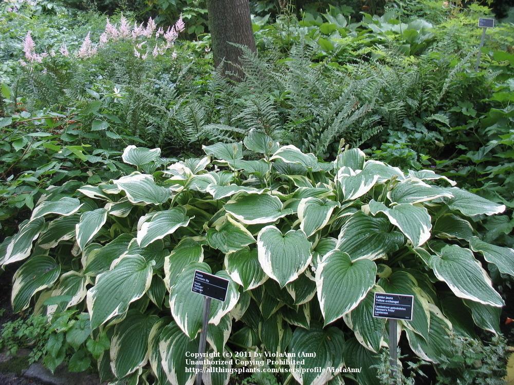 Hosta 'Antioch' in the Hostas Database - Garden.org