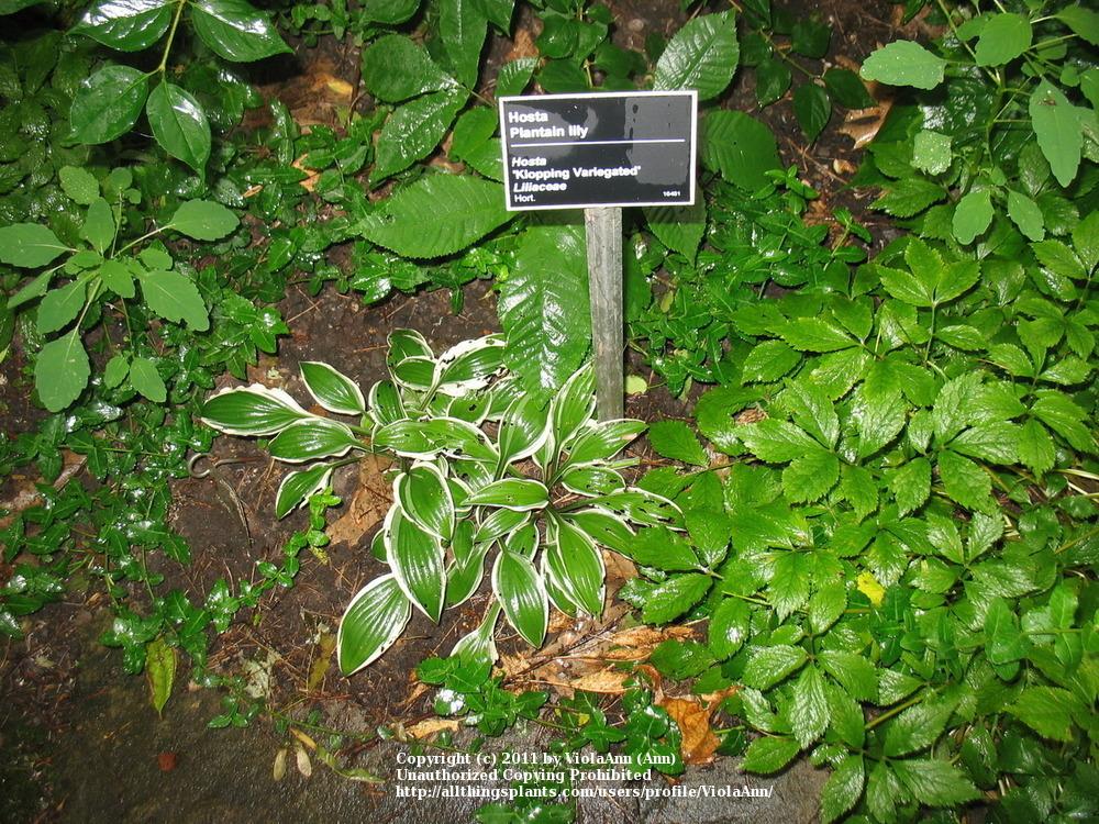 Photo of the entire plant of Hosta 'Klopping Variegated' posted by ...