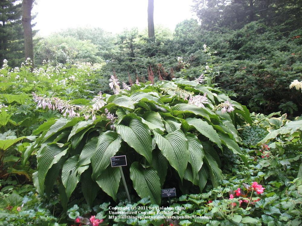 Photo of the entire plant of Hosta 'Jade Cascade' posted by ViolaAnn ...