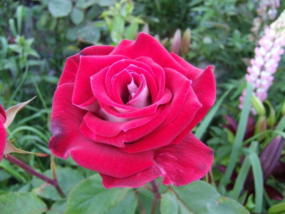 Photo of the bloom of Rose (Rosa 'Snowfire') posted by mnorberry ...