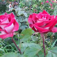 Photo of the bloom of Rose (Rosa 'Snowfire') posted by zuzu - Garden.org