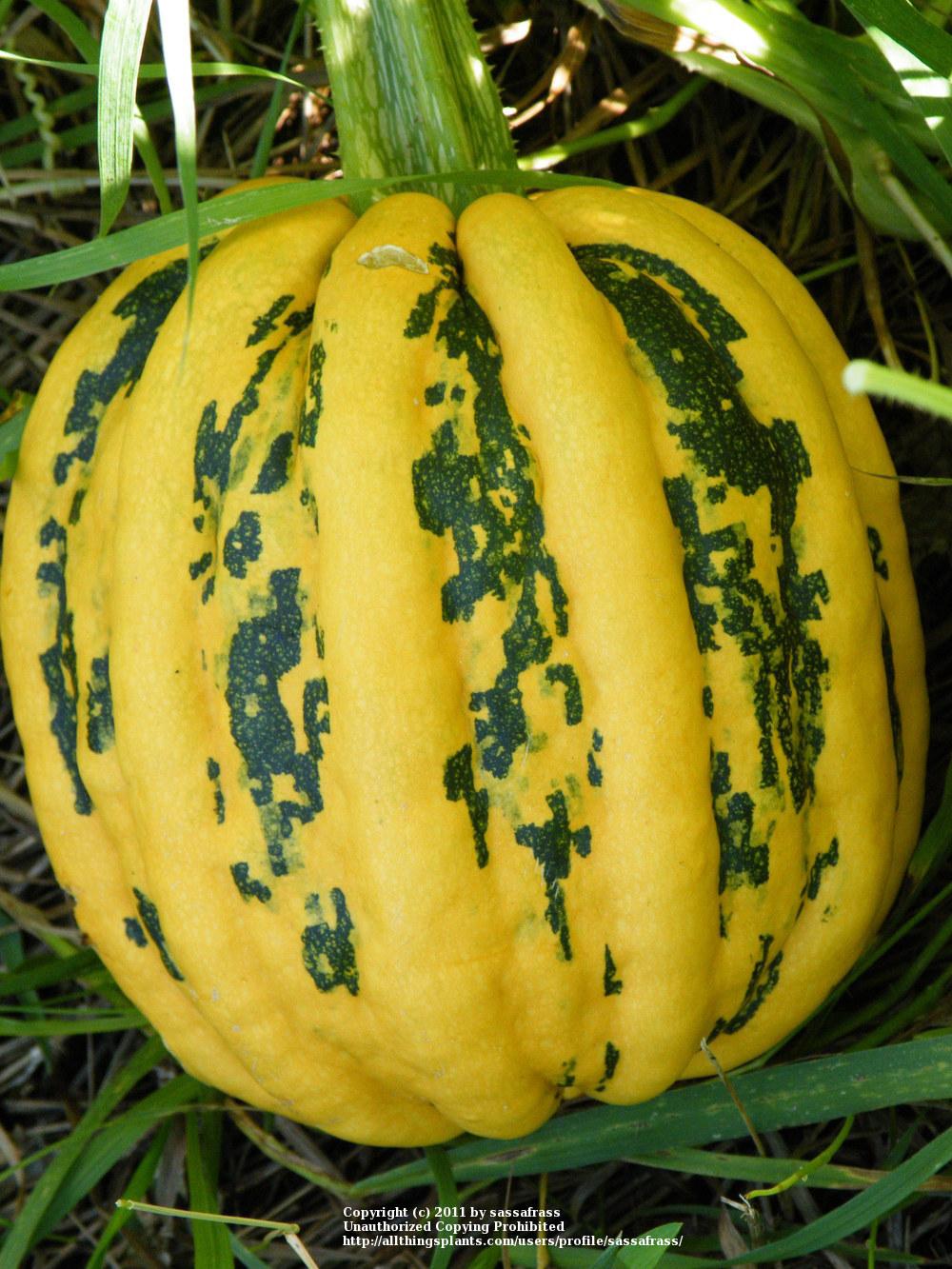 Photo of the fruit of Pumpkin (Cucurbita pepo 'Kumi Kumi') posted by ...
