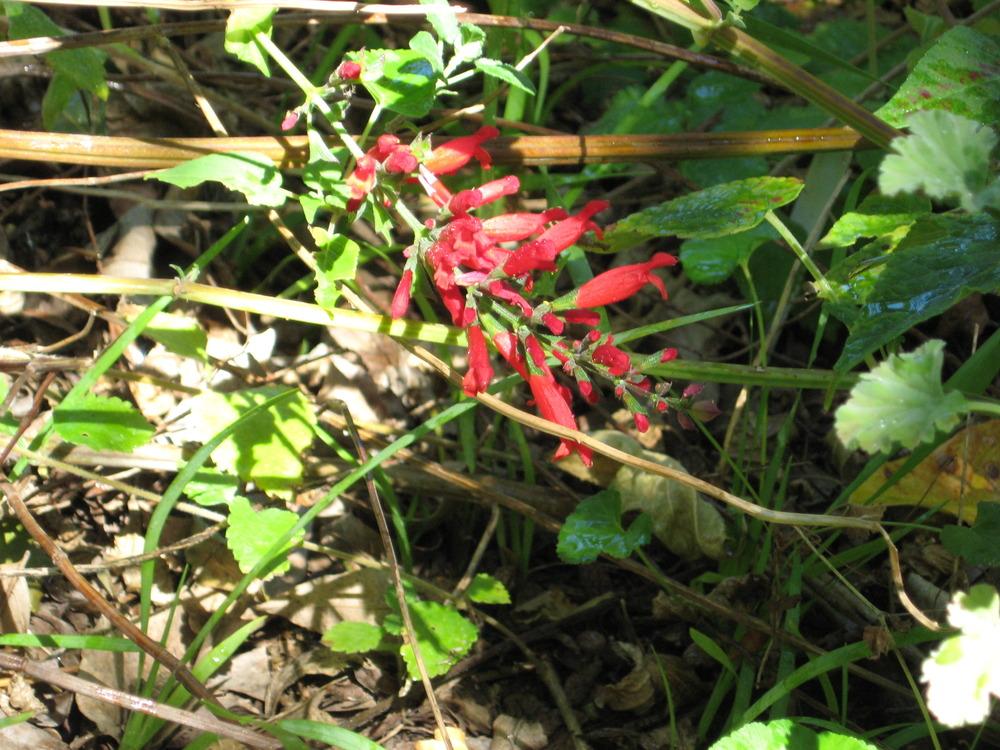 Holway's Sage (Salvia holwayi) in the Salvias Database - Garden.org