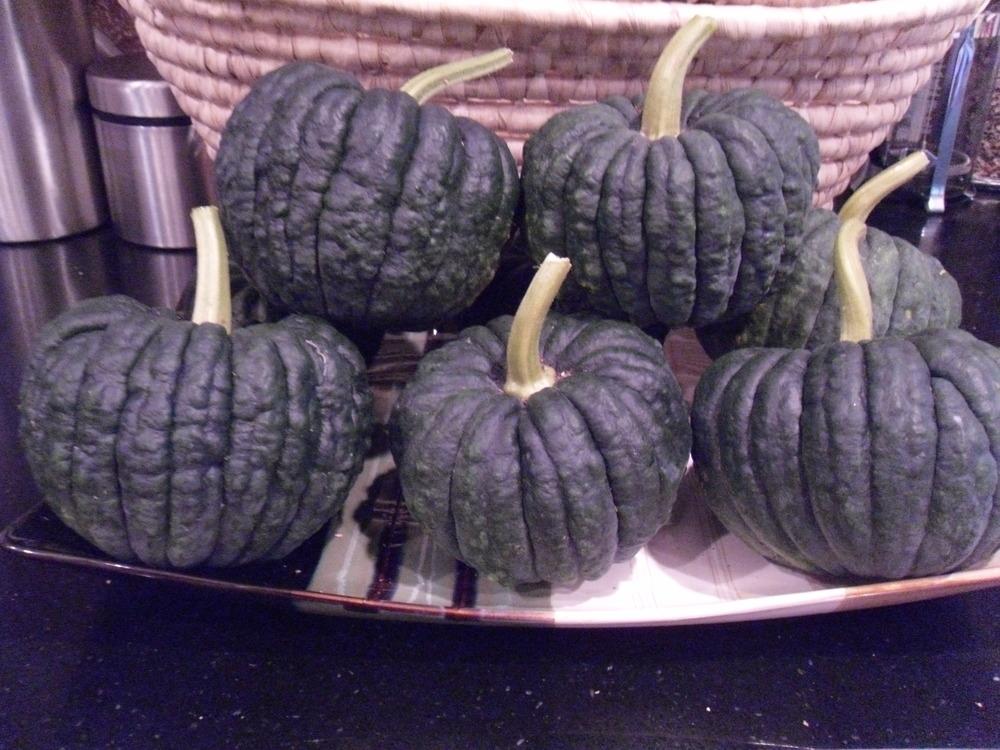 Photo of the fruit of Winter Squash (Cucurbita moschata 'Black Futsu ...