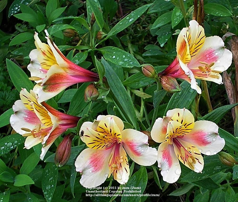 Peruvian Lilies: Plant Care and Collection of Varieties - Garden.org